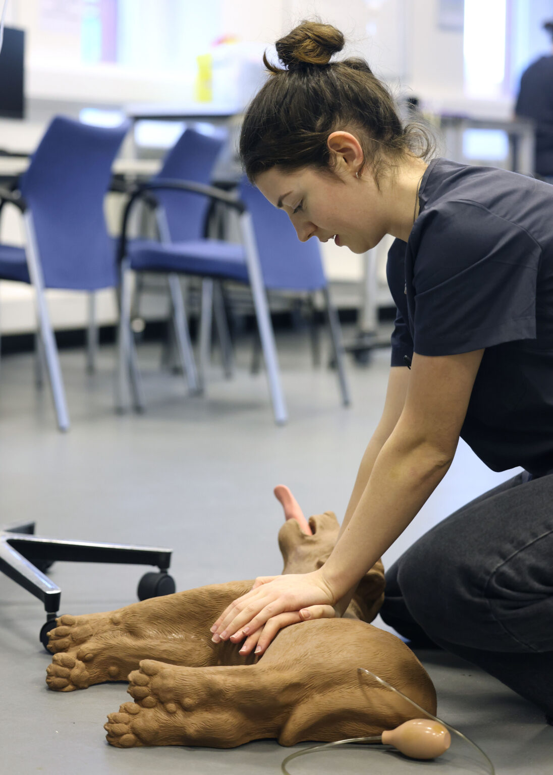 Veterinary Science BVSc | Courses | University of Liverpool
